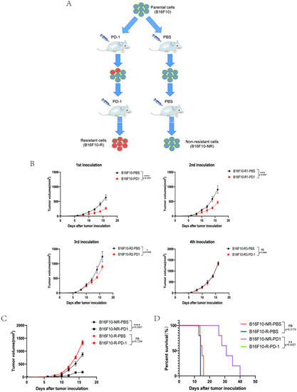 Reversing PD-1 Resistance in B16F10 Cells and Recovering Tumour Immunity Using a COX2 Inhibitor