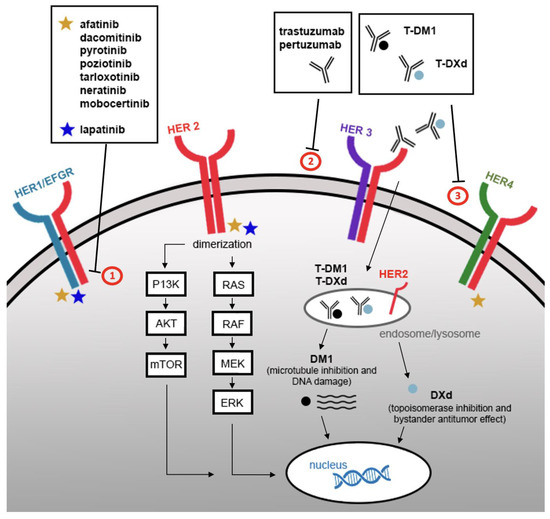 HER2 in Non-Small Cell Lung Cancer: A Review of Emerging Therapies