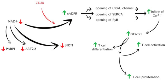 Cancers | Free Full-Text | Targeting CD38 in Neoplasms and Non-Cancer ...