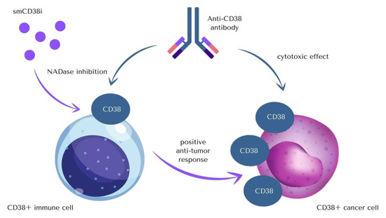 Cancers | Free Full-Text | Targeting CD38 in Neoplasms and Non-Cancer ...