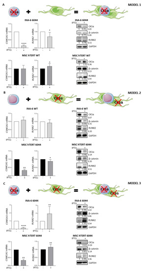 CK1α/RUNX2 Axis in the Bone Marrow Microenvironment: A Novel ...