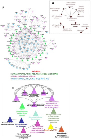 Comprehensive Analysis of Serum Small Extracellular Vesicles-Derived ...
