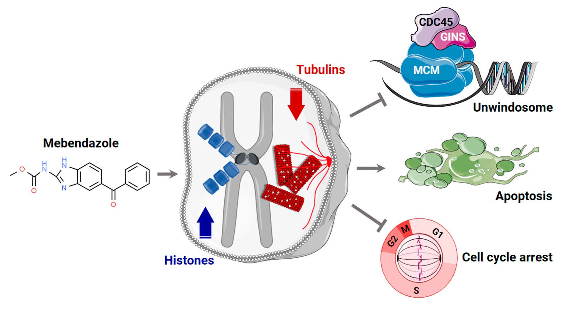 Cancers | Free Full-Text | Targeting the Unwindosome by Mebendazole Is ...