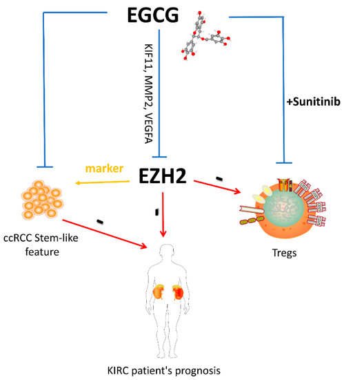 Identification of EZH2 as Cancer Stem Cell Marker in Clear Cell Renal Cell Carcinoma and the ...