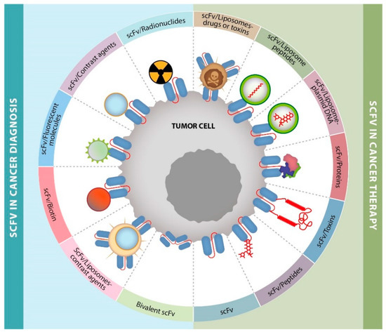 Single-Chain Fragment Variable: Recent Progress in Cancer Diagnosis and ...