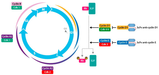 Cancers | Free Full-Text | Single-Chain Fragment Variable: Recent Progress in Cancer Diagnosis ...
