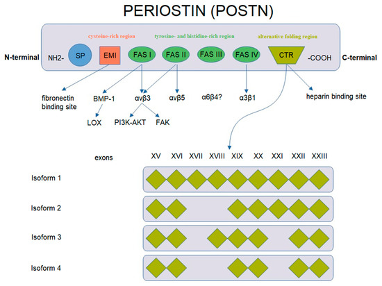 The Role of Periostin in Angiogenesis and Lymphangiogenesis in Tumors