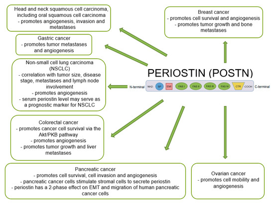 The Role of Periostin in Angiogenesis and Lymphangiogenesis in Tumors