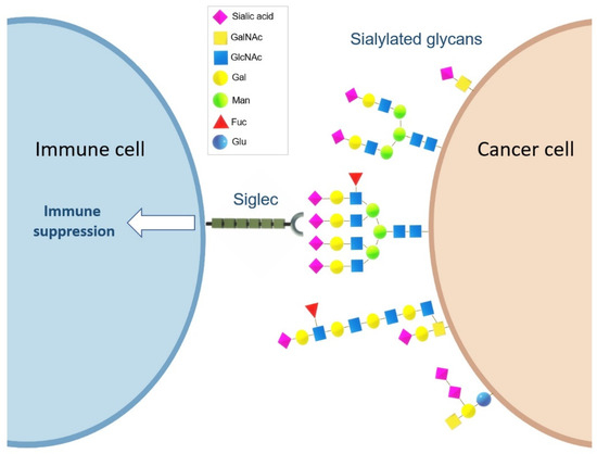 Aberrant Sialylation in Cancer: Therapeutic Opportunities
