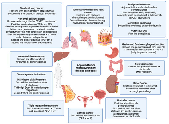 Targeting Cellular Components of the Tumor Microenvironment in Solid ...