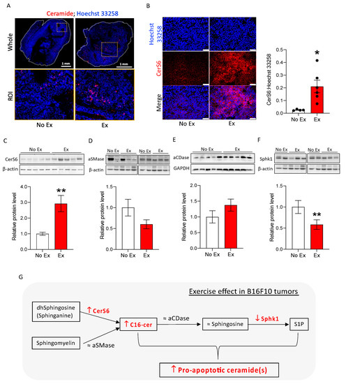 Exercise Promotes Pro-Apoptotic Ceramide Signaling in a Mouse Melanoma ...