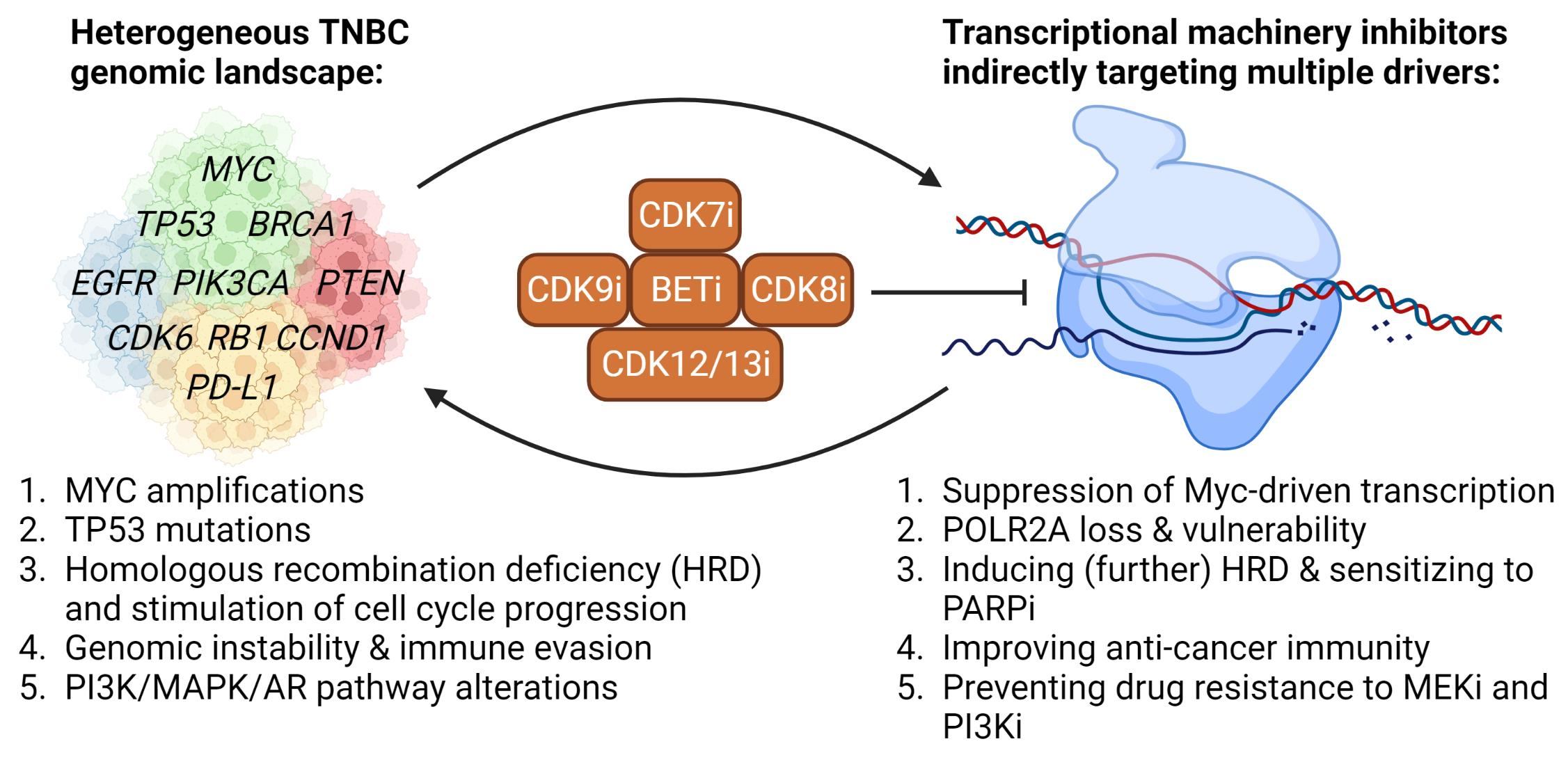 Cancers | Free Full-Text | Targeting the Heterogeneous Genomic ...