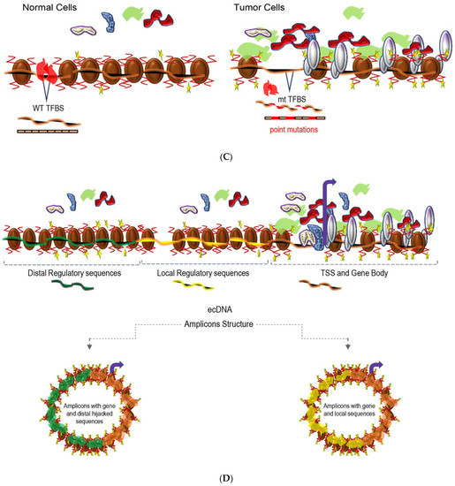 Typical Enhancers, Super-Enhancers, and Cancers