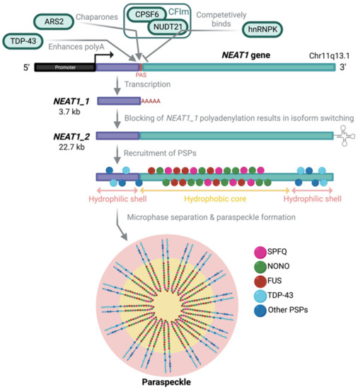 Cancers | Free Full-Text | The Long and the Short of It: NEAT1 and ...
