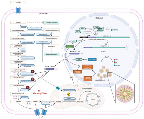 Cancers | Free Full-Text | The Long and the Short of It: NEAT1 and ...