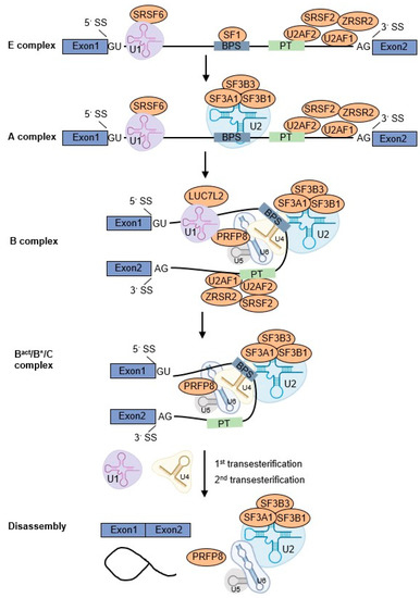 The Biological and Clinical Consequences of RNA Splicing Factor U2AF1 Mutation in Myeloid ...