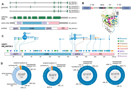 The Biological and Clinical Consequences of RNA Splicing Factor U2AF1 ...