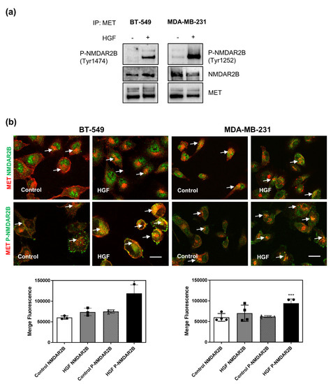 MET Oncogene Controls Invasive Growth by Coupling with NMDA Receptor
