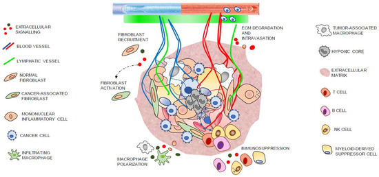 Cancers | Free Full-Text | Prostate Cancer Tumor Stroma: Responsibility ...