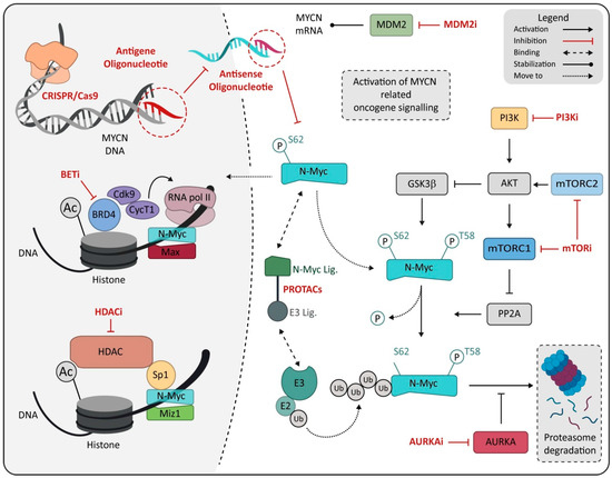 MYCN Impact on High-Risk Neuroblastoma: From Diagnosis and Prognosis to ...