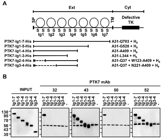 Anti-PTK7 Monoclonal Antibodies Inhibit Angiogenesis by Suppressing ...