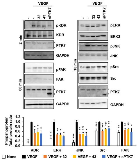 Anti-PTK7 Monoclonal Antibodies Inhibit Angiogenesis by Suppressing ...