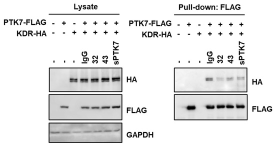 Anti-PTK7 Monoclonal Antibodies Inhibit Angiogenesis by Suppressing ...