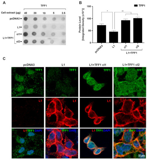 Cancers | Free Full-Text | Downregulation of the Tumor Suppressor TFF1 ...