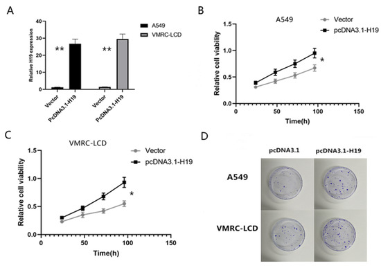 Cancers | Free Full-Text | LncRNA H19 Promotes Lung Adenocarcinoma ...