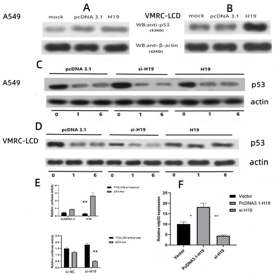 LncRNA H19 Promotes Lung Adenocarcinoma Progression via Binding to ...