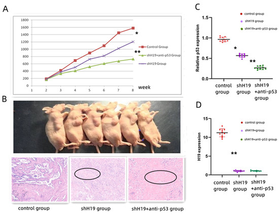 LncRNA H19 Promotes Lung Adenocarcinoma Progression via Binding to ...
