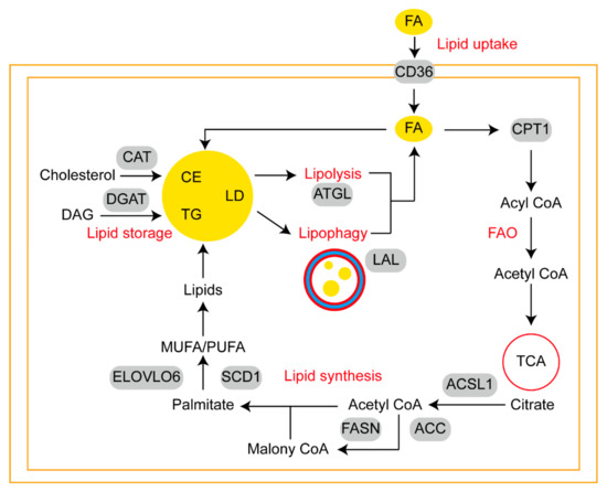 Emerging Roles of Lipophagy in Cancer Metastasis