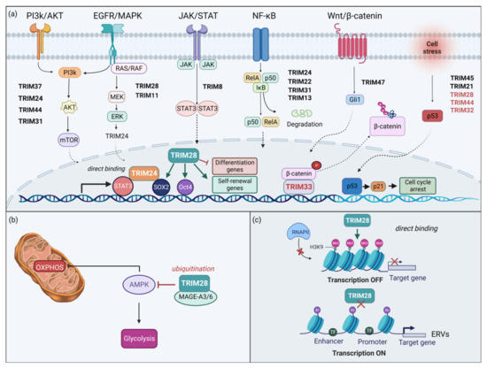 Emerging Roles of TRIM Family Proteins in Gliomas Pathogenesis