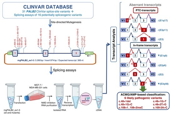 Cancers | Free Full-Text | Splicing Analysis of 16 PALB2 ClinVar ...