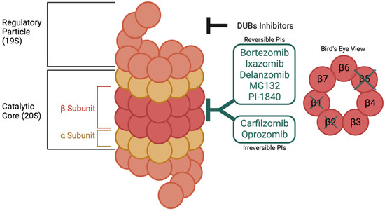 Cancers | Free Full-Text | Proteasome Inhibitors and Their Potential ...