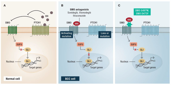 Long-Term Management of Advanced Basal Cell Carcinoma: Current ...