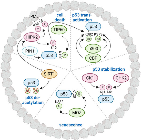Cancers Free Full Text Regulating The P53 Tumor Suppressor Network
