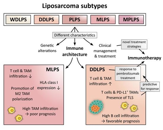 Cancers | Free Full-Text | The Immune Contexture of Liposarcoma and Its Clinical Implications