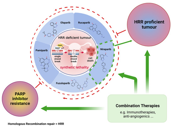 Cancers | Free Full-Text | Targeting Homologous Recombination Deficiency in Ovarian Cancer with ...