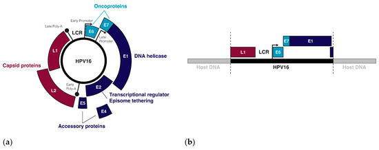 The Drivers, Mechanisms, and Consequences of Genome Instability in HPV ...