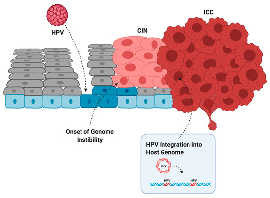 The Drivers, Mechanisms, and Consequences of Genome Instability in HPV-Driven Cancers