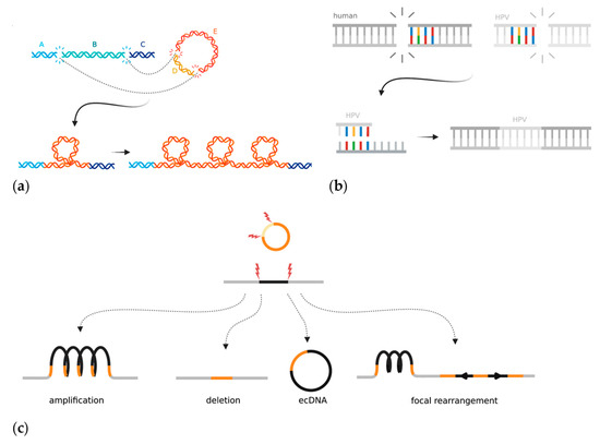 The Drivers, Mechanisms, and Consequences of Genome Instability in HPV ...