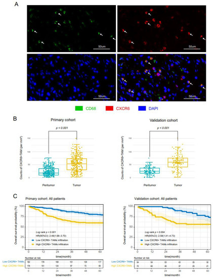 CXCR6+ Tumor-Associated Macrophages Identify Immunosuppressive Colon ...