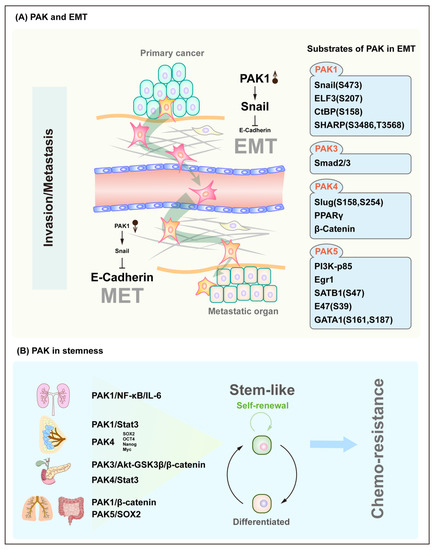 Cancers | Free Full-Text | p21-Activated Kinase: Role in ...