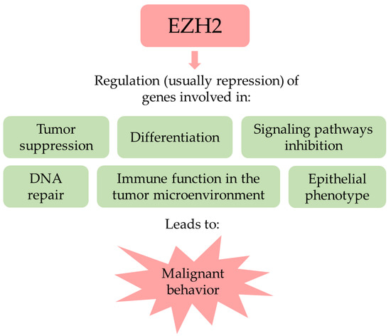 Cancers | Free Full-Text | EZH2 Inhibition and Cisplatin as a Combination Anticancer Therapy: An ...