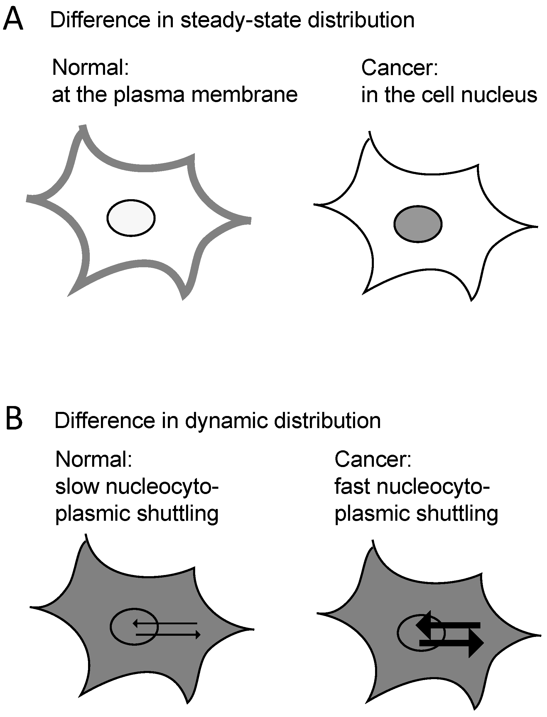 Differential Intracellular Protein Distribution in Cancer and Normal ...