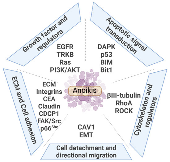 Anoikis-Associated Lung Cancer Metastasis: Mechanisms and Therapies