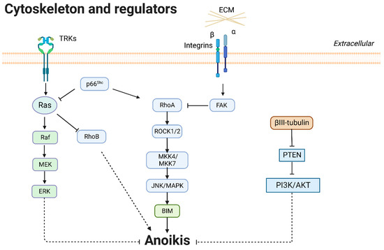 Anoikis-Associated Lung Cancer Metastasis: Mechanisms and Therapies