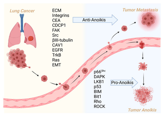 Anoikis-Associated Lung Cancer Metastasis: Mechanisms and Therapies