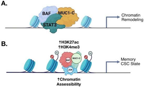 Emergence of MUC1 in Mammals for Adaptation of Barrier Epithelia